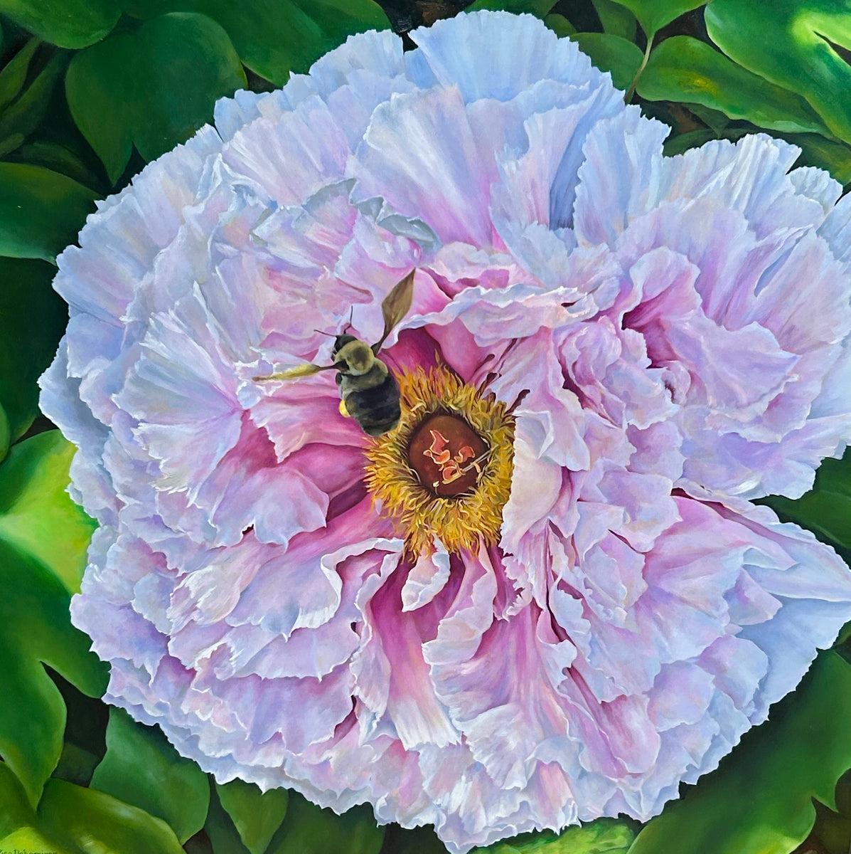 Tree Peony w Bee – The Little Gallery - Virginia